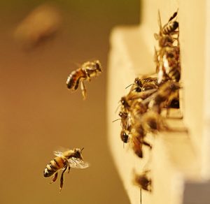 Berry Blog – Smart Berries